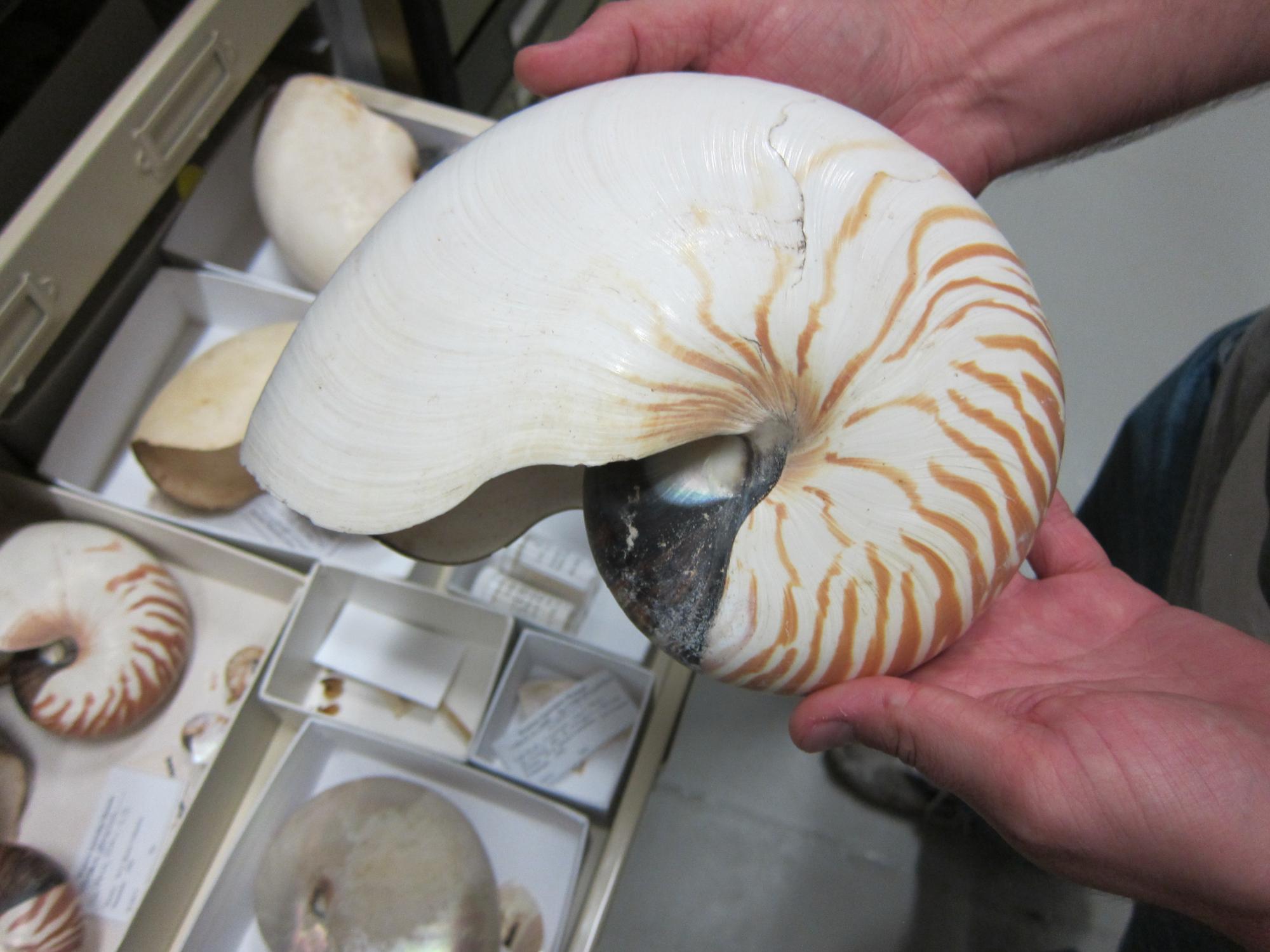 A behind-the-scenes look at our malacology collection | Western ...