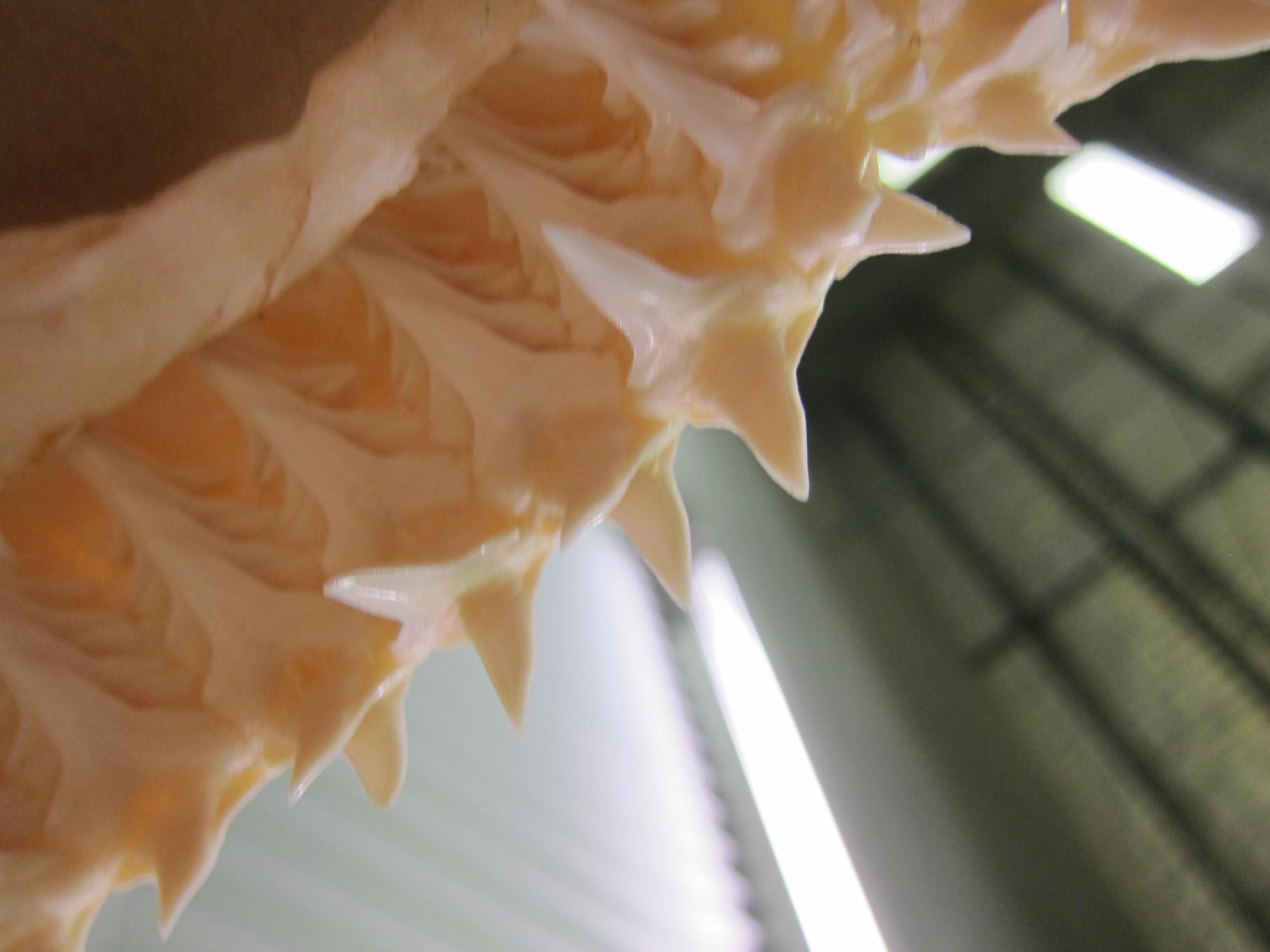 A behind-the-scenes look at our ichthyology collection | Western ...