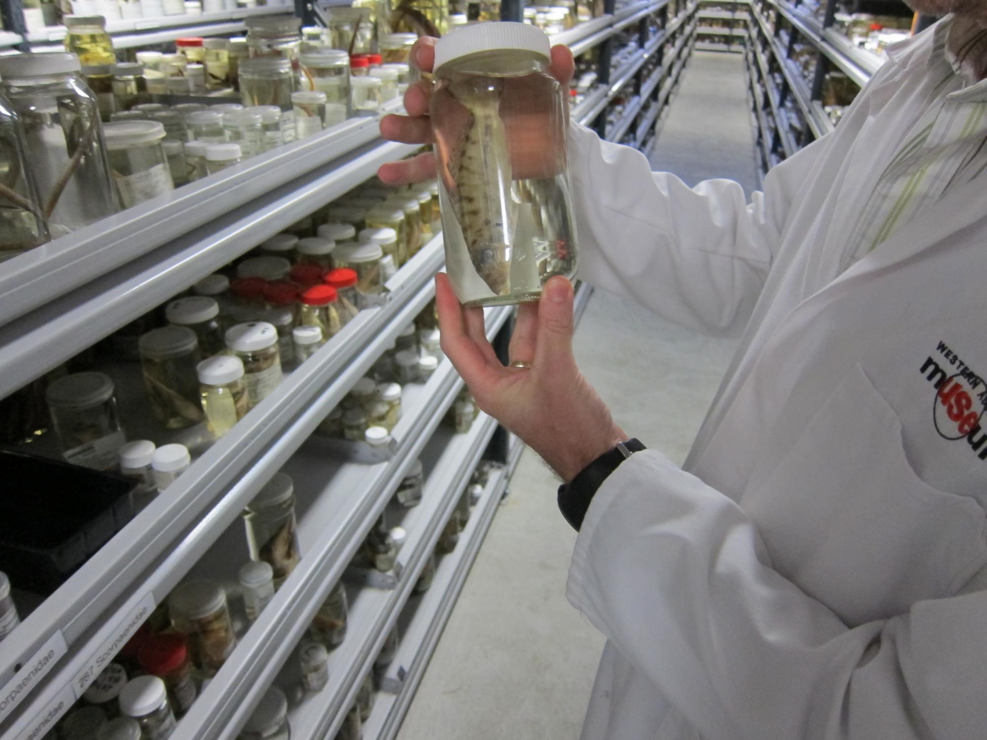 A behind-the-scenes look at our ichthyology collection | Western ...