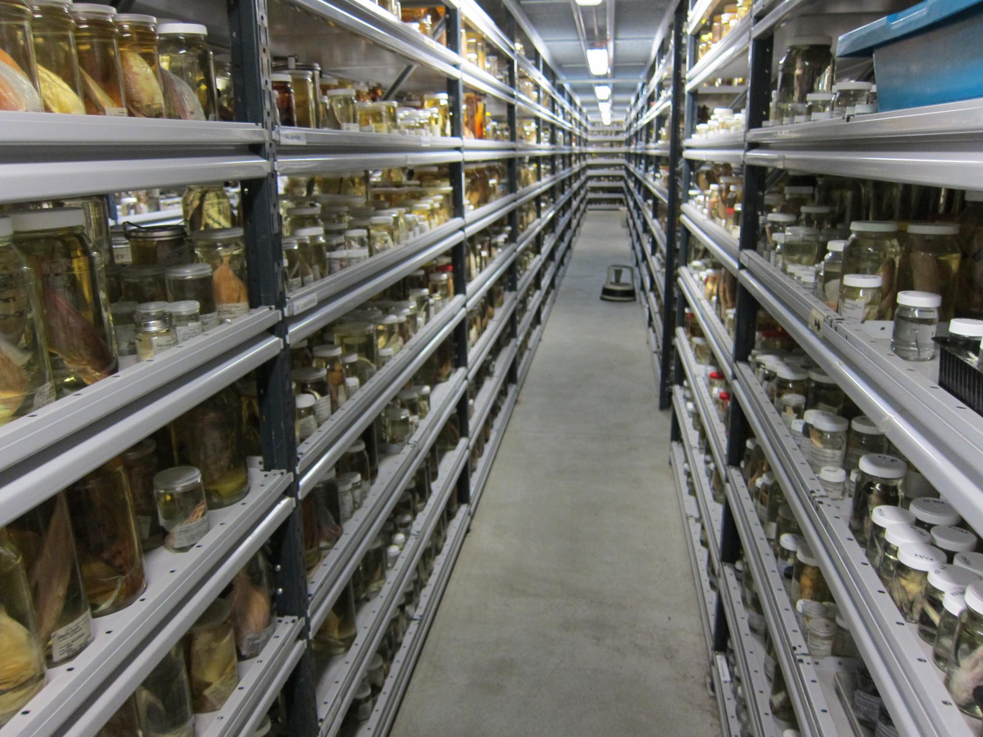 A behind-the-scenes look at our ichthyology collection | Western ...