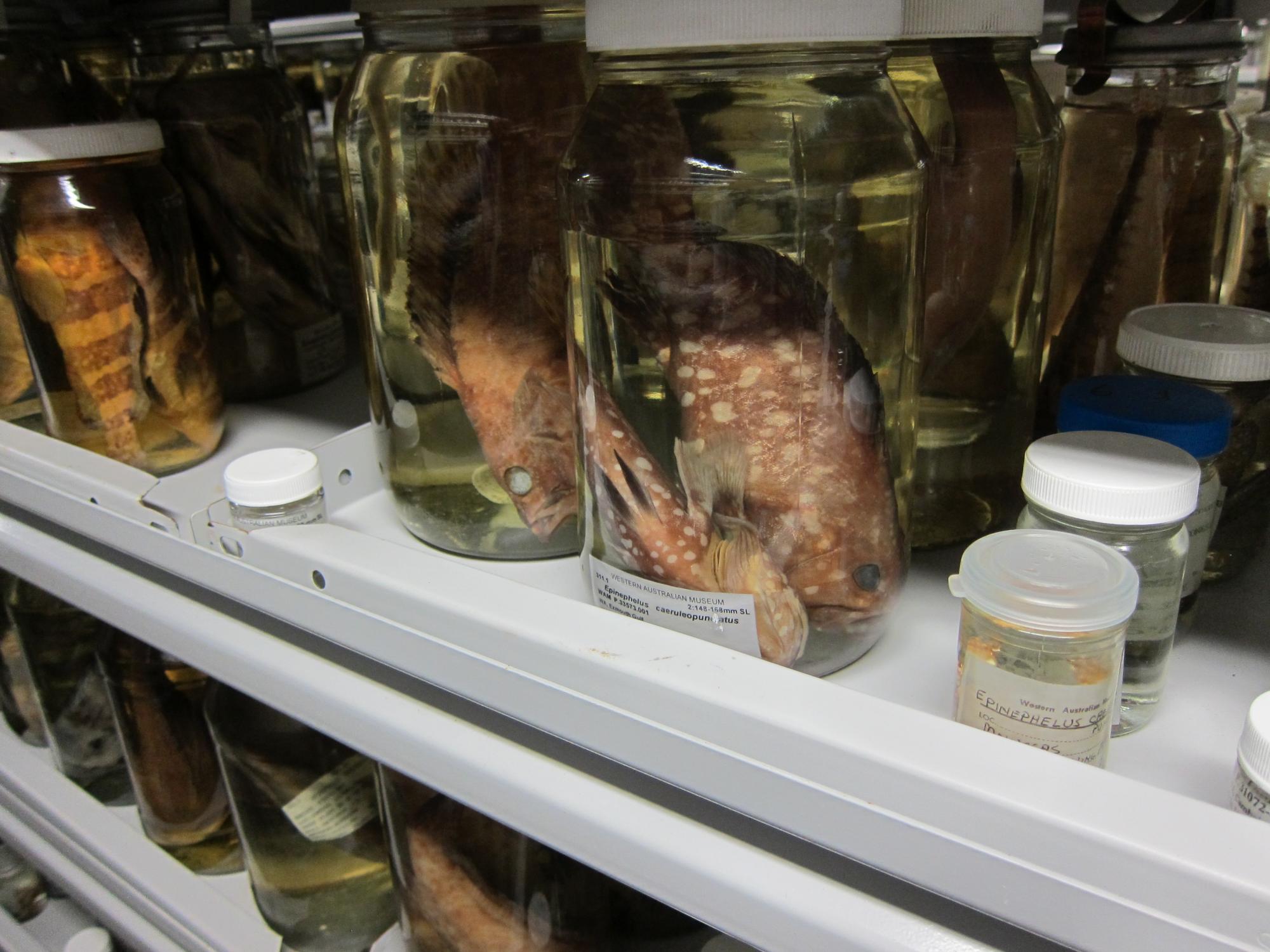 A behind-the-scenes look at our ichthyology collection | Western ...