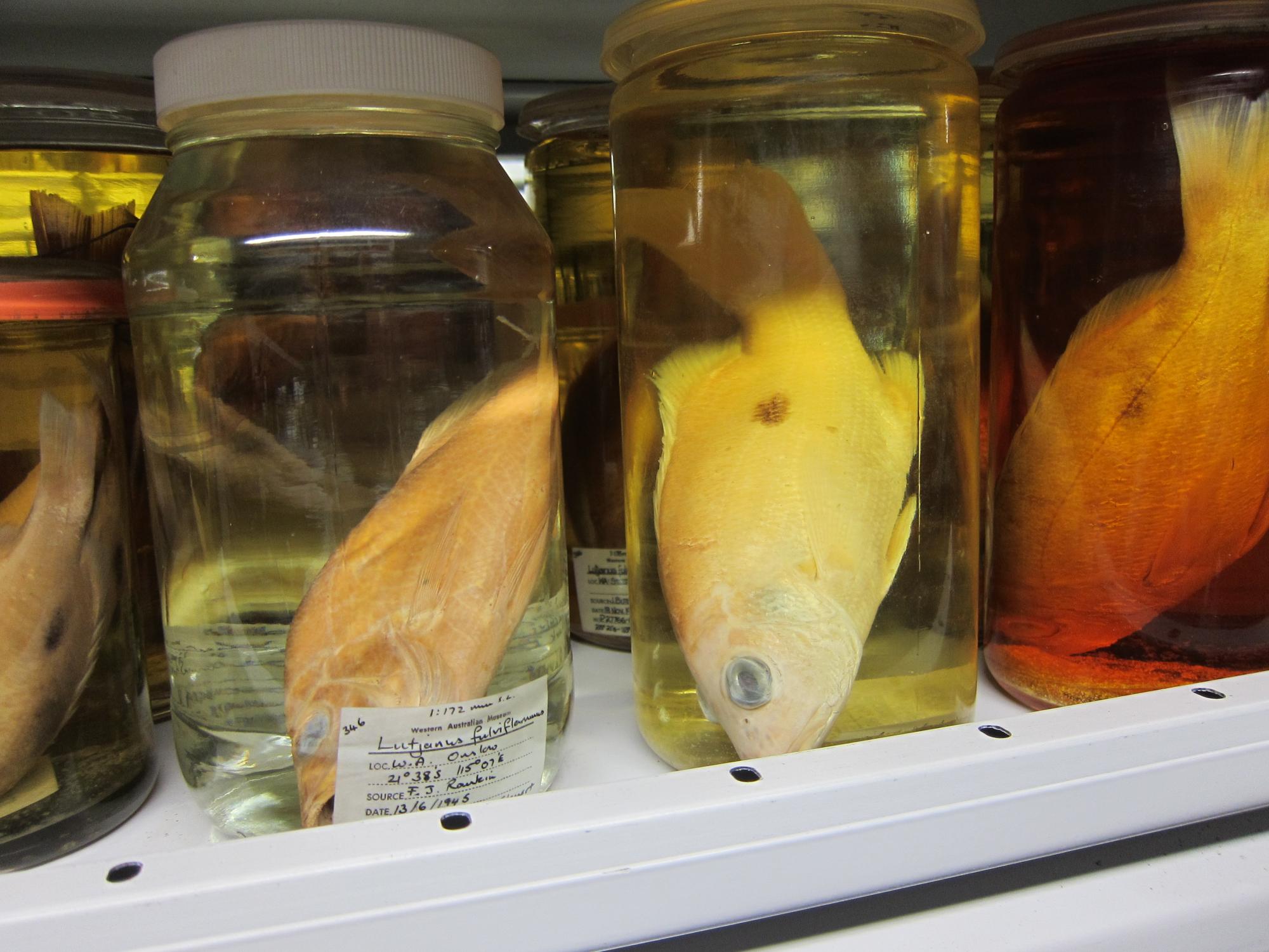 A behind-the-scenes look at our ichthyology collection | Western ...