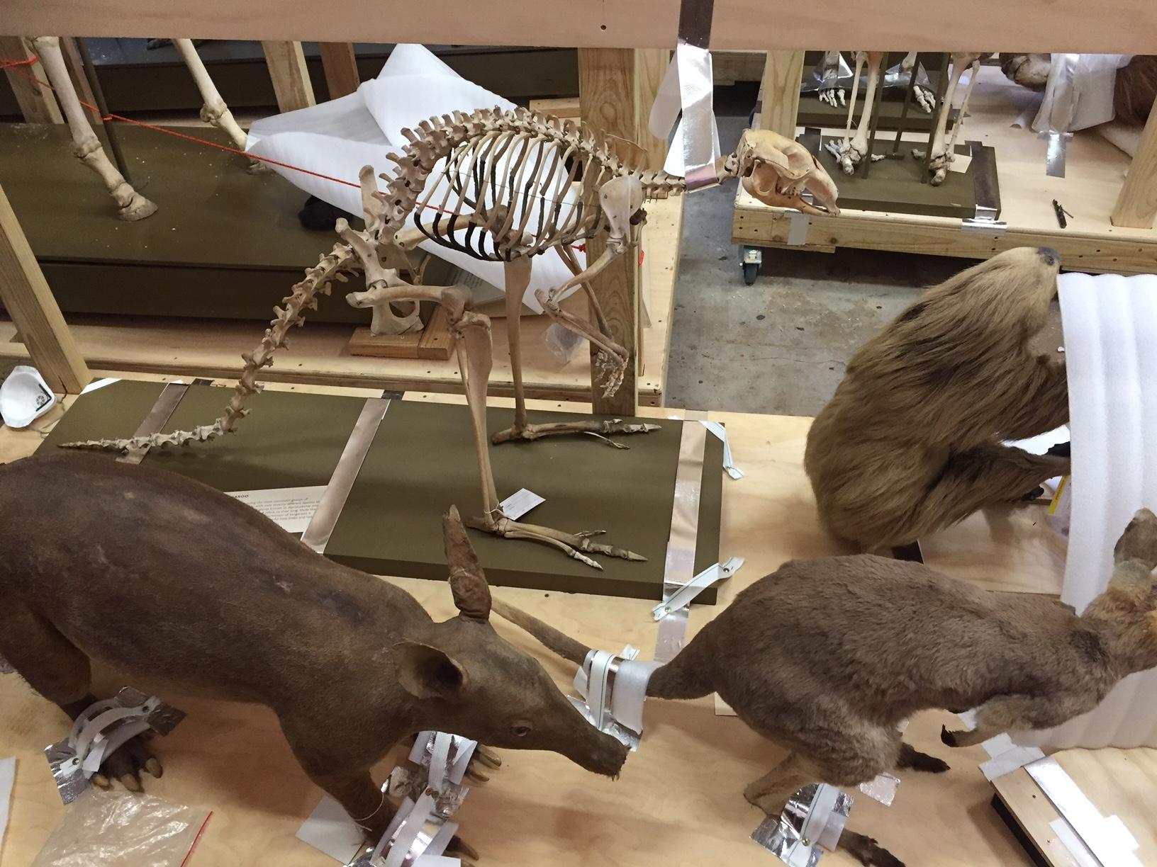 Behind the Scenes: Mammal Gallery Decant | Western Australian Museum