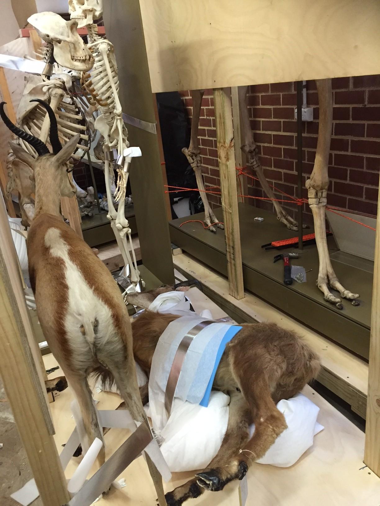 Behind the Scenes: Mammal Gallery Decant | Western Australian Museum