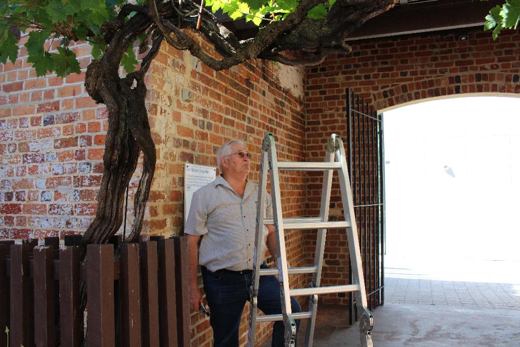 Australia's oldest grapevine? | Western Australian Museum