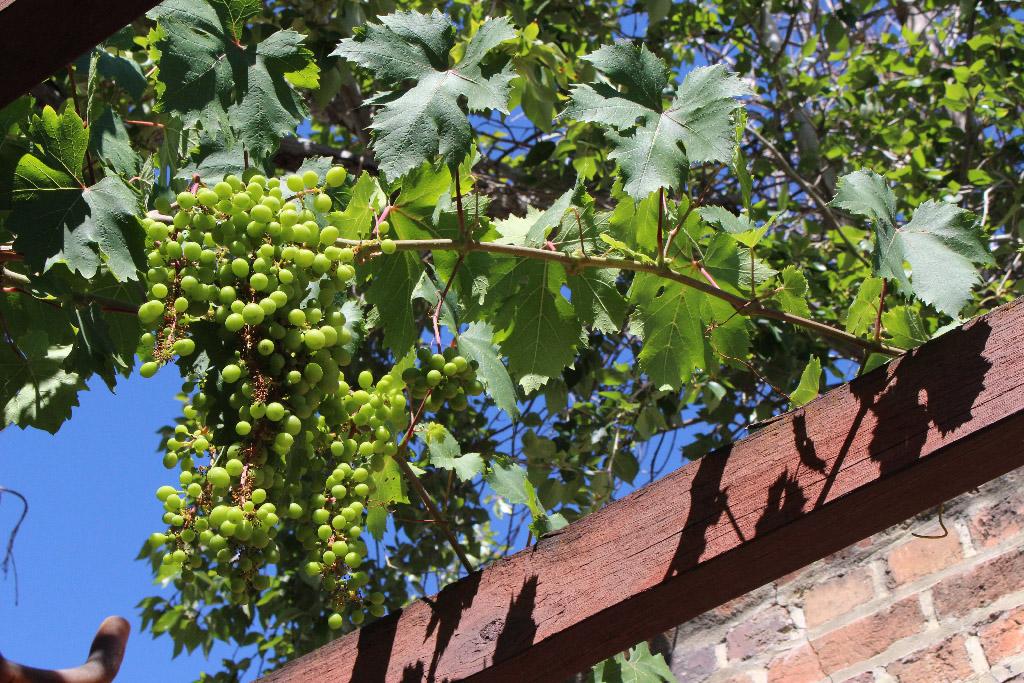 Australia's oldest grapevine? | Western Australian Museum