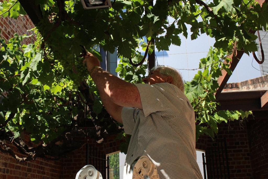Australia's oldest grapevine? | Western Australian Museum