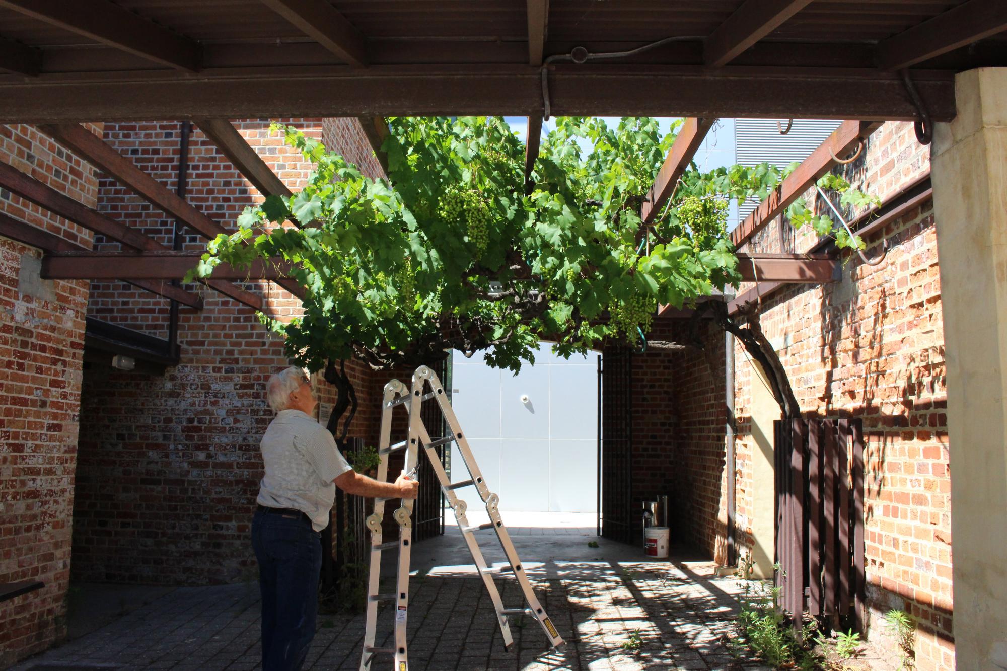 Australia's oldest grapevine? | Western Australian Museum