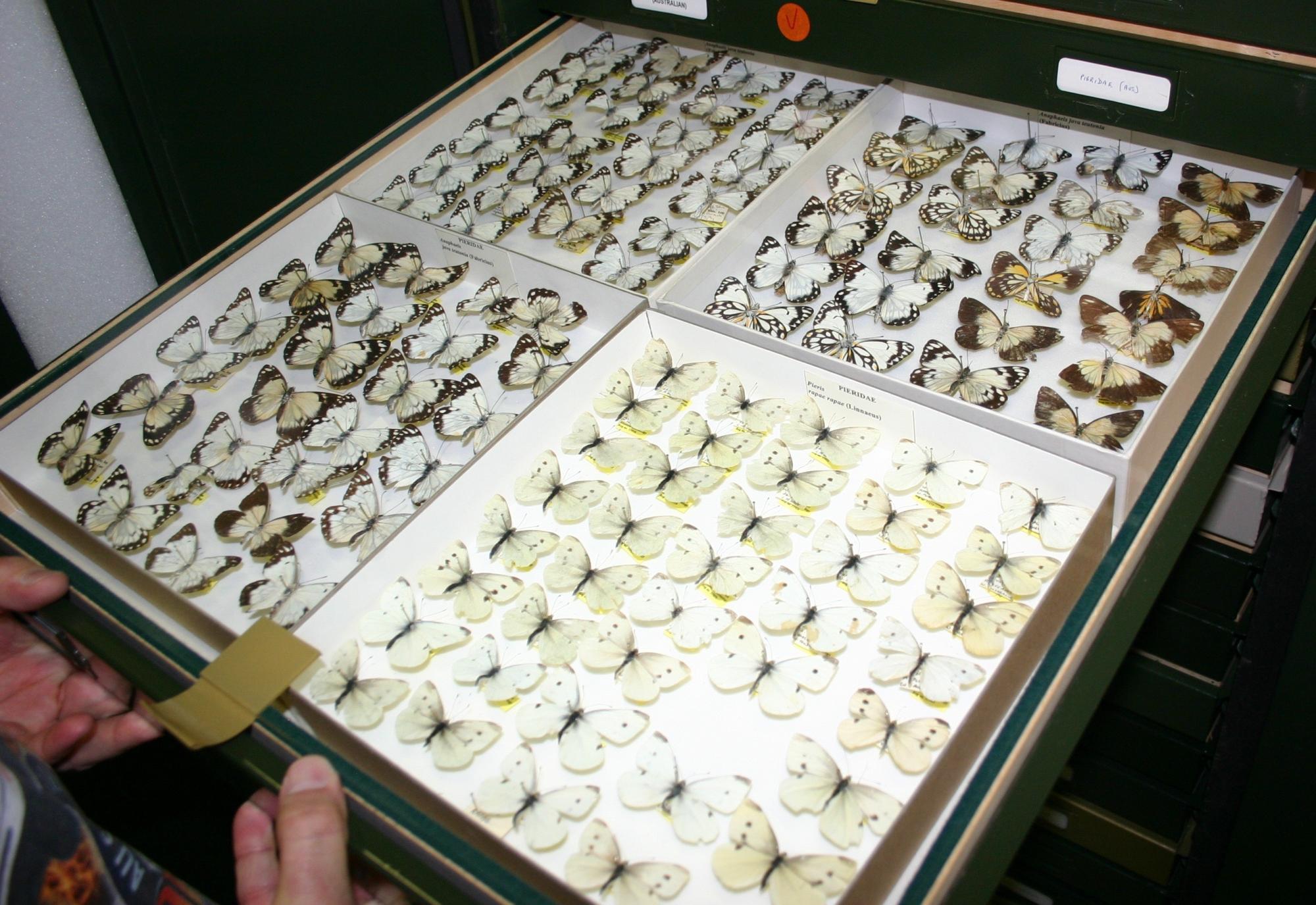 A behind-the-scenes look at our insect collection | Western Australian ...