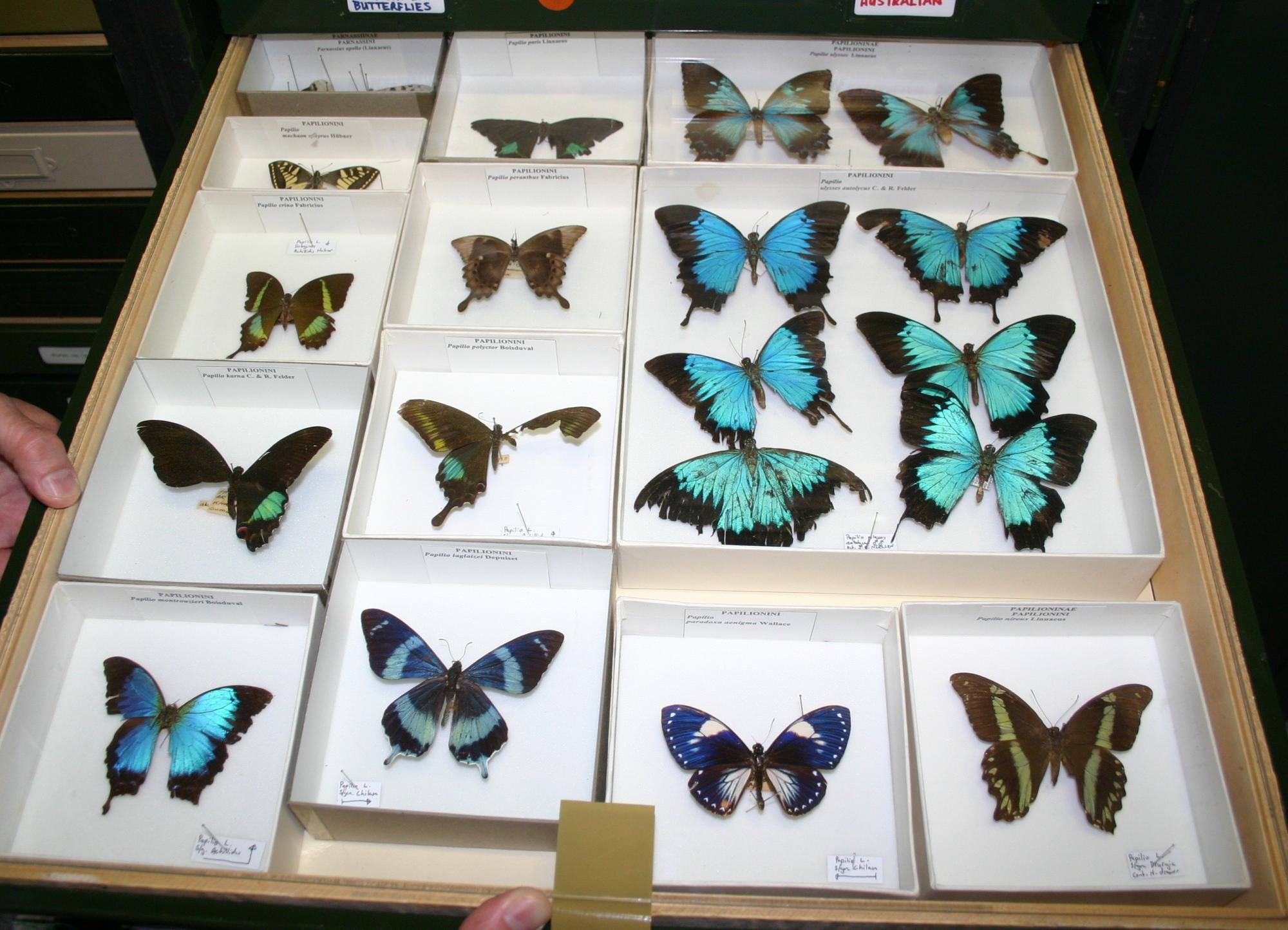 A behind-the-scenes look at our insect collection | Western Australian ...