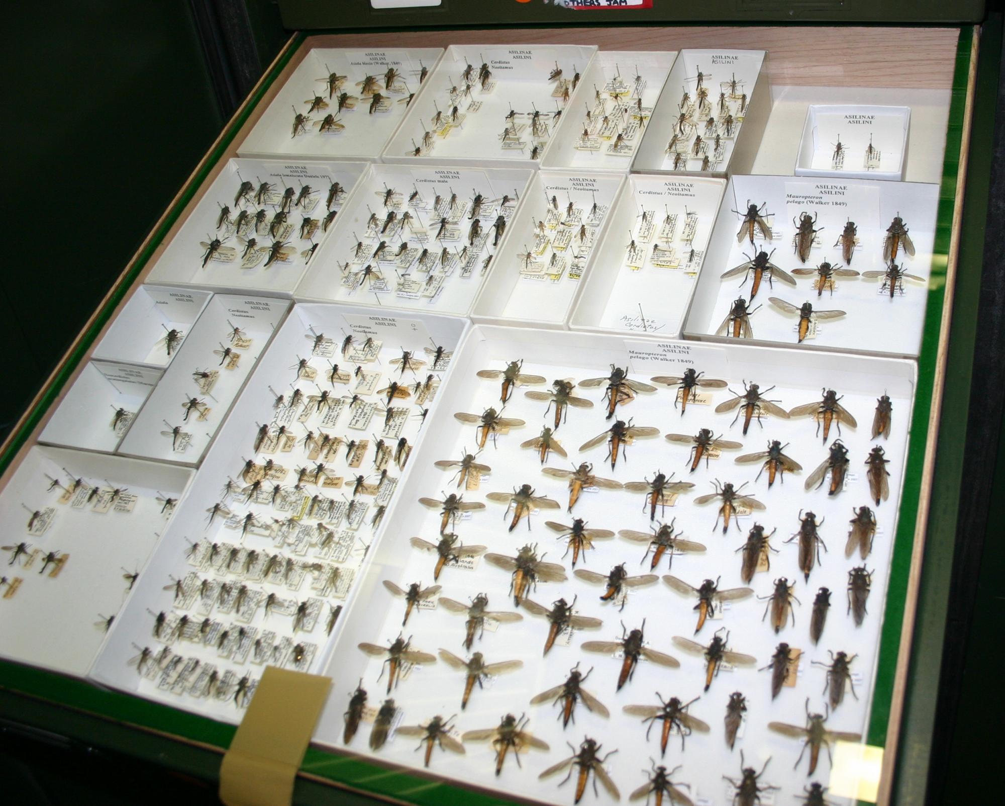 A behind-the-scenes look at our insect collection | Western Australian ...