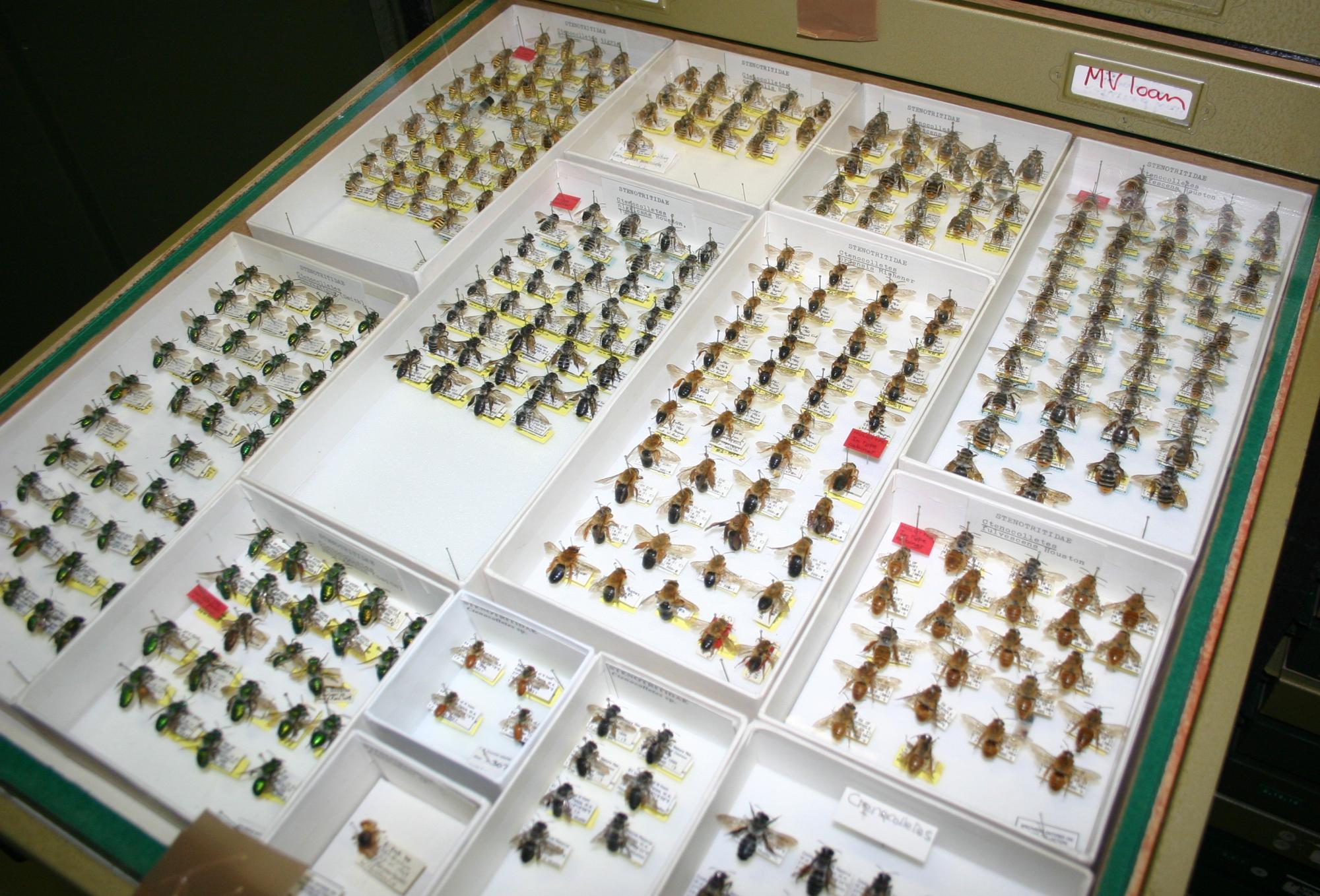 A behind-the-scenes look at our insect collection | Western Australian ...