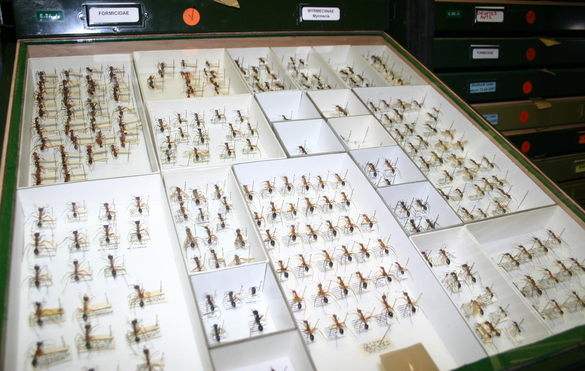A behind-the-scenes look at our insect collection | Western Australian ...