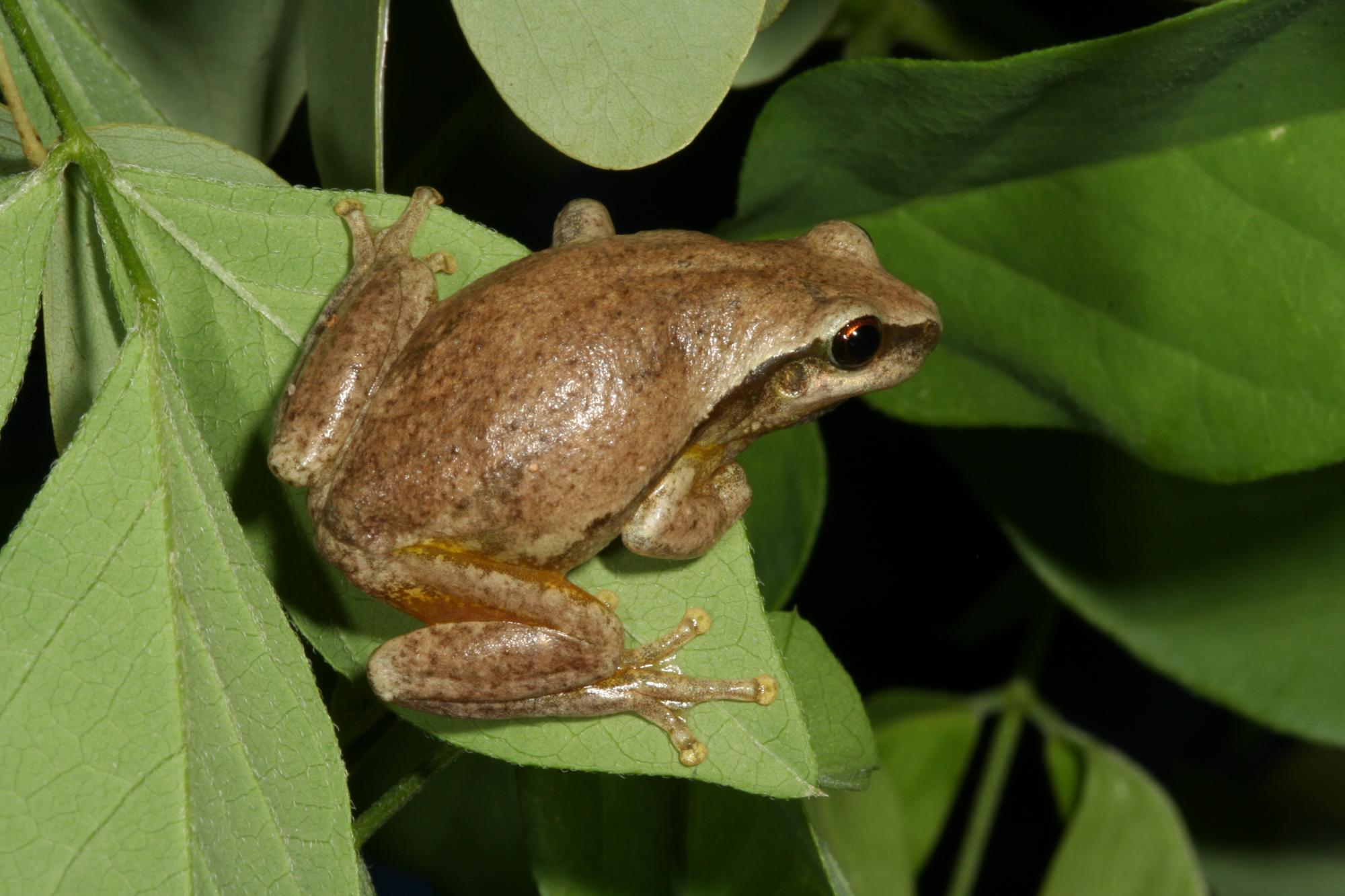 Little Red Tree Frog | Western Australian Museum