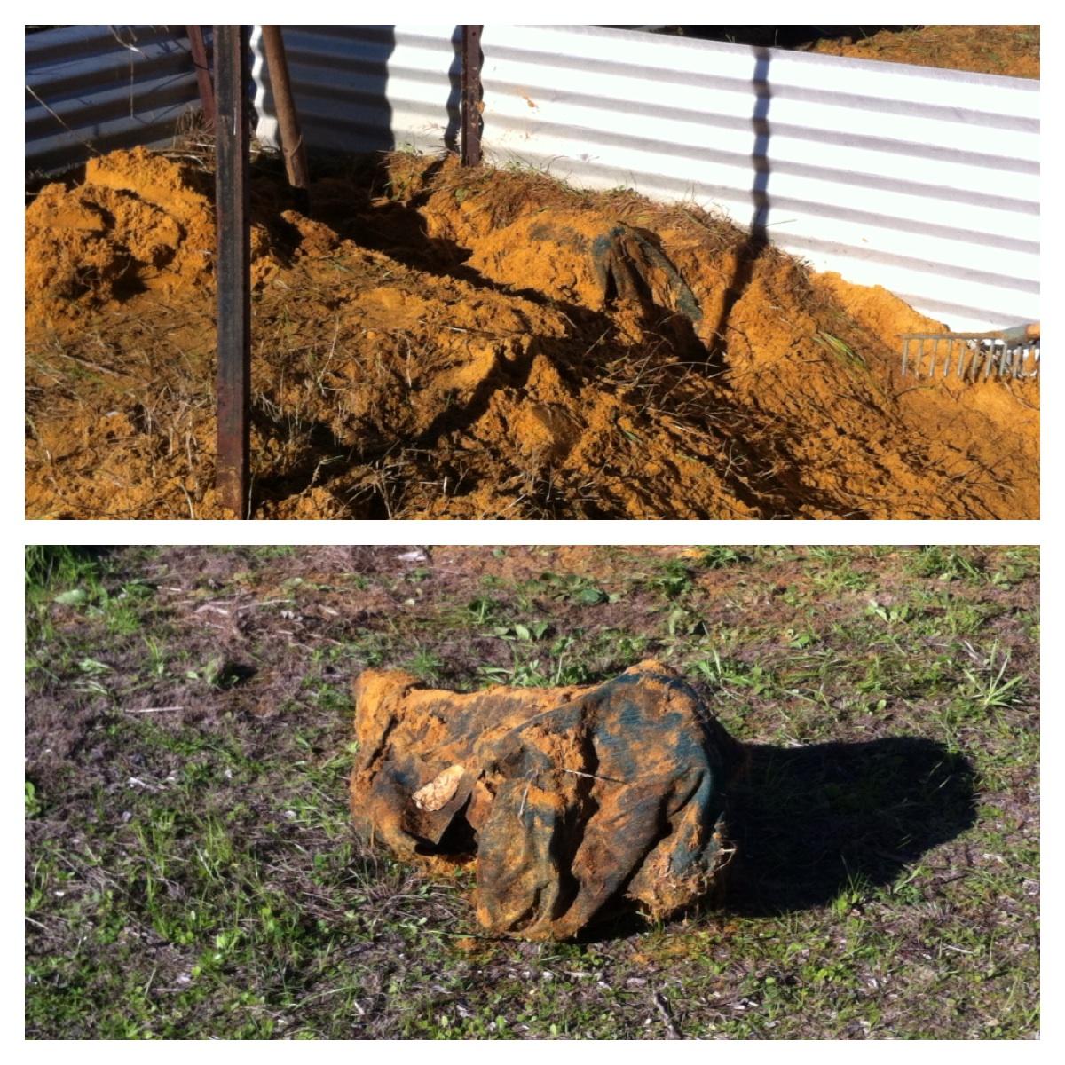 Bone Hunters at the Museum | Western Australian Museum