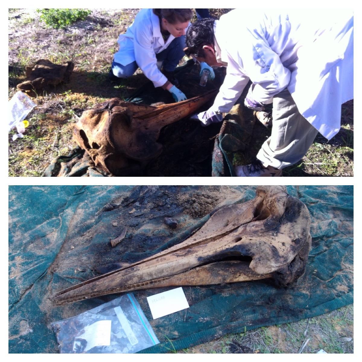 Bone Hunters at the Museum | Western Australian Museum