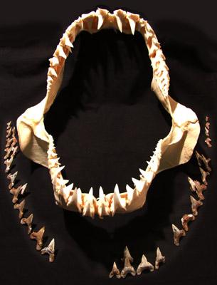 An introduction to fossils at the WA Museum | Western Australian Museum