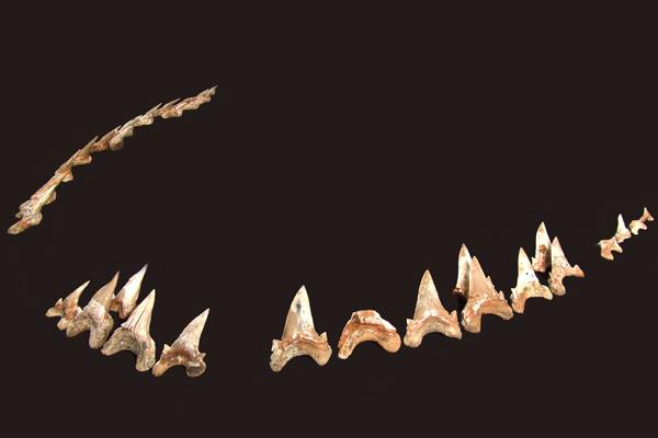 An introduction to fossils at the WA Museum | Western Australian Museum