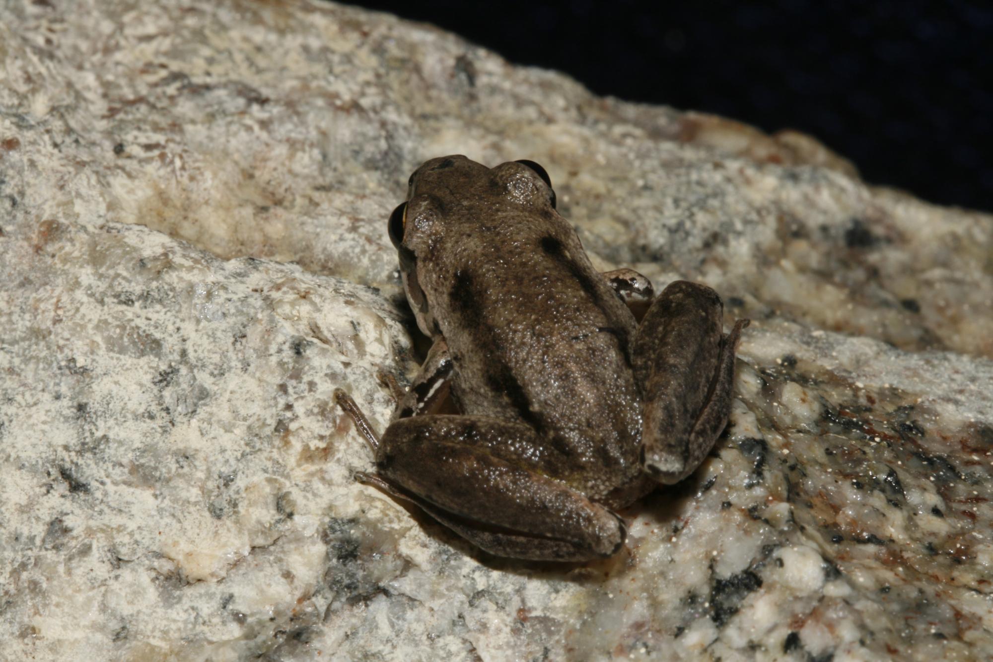 Kimberley Rocket Frog | Western Australian Museum