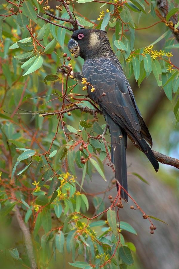 Cockatoo Care - Carnaby's Cockatoo | Western Australian Museum