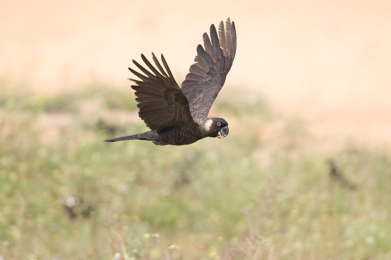 Cockatoo Care - Carnaby's Cockatoo | Western Australian Museum