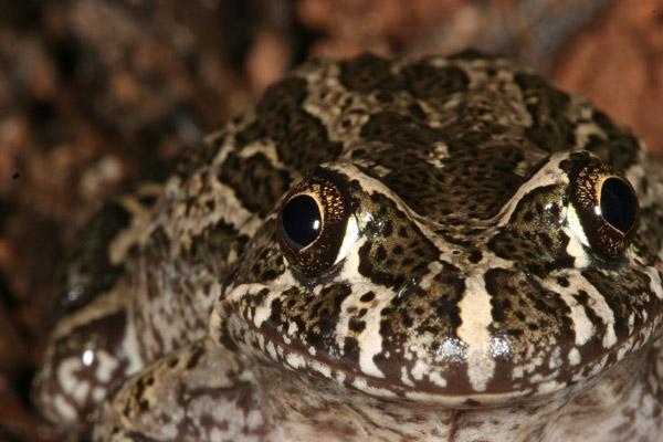Herpetology (Reptiles and Frogs) Collection | Western Australian Museum