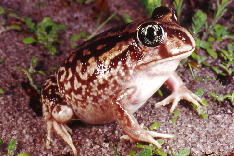 Moaning Frog | Western Australian Museum