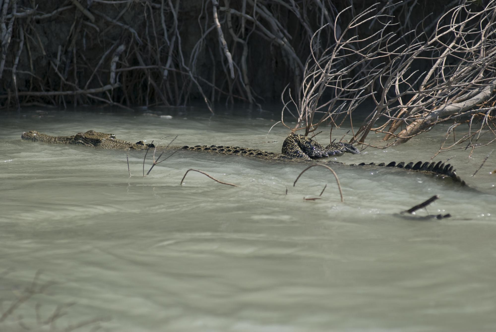 Marine Life of the Kimberley Region - Montgomery Reef | Western ...
