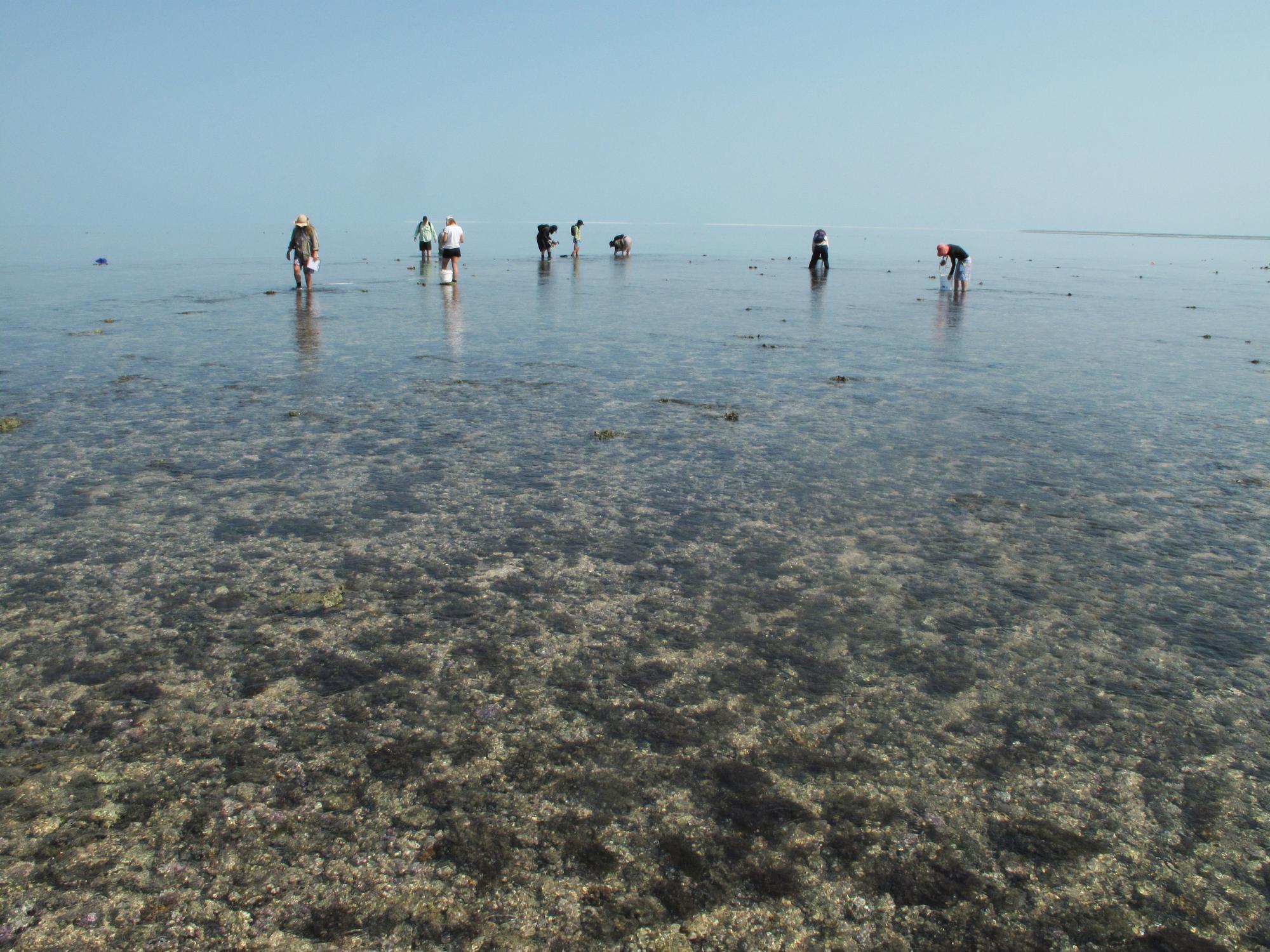 Marine Life of the Kimberley Region - Montgomery Reef | Western ...