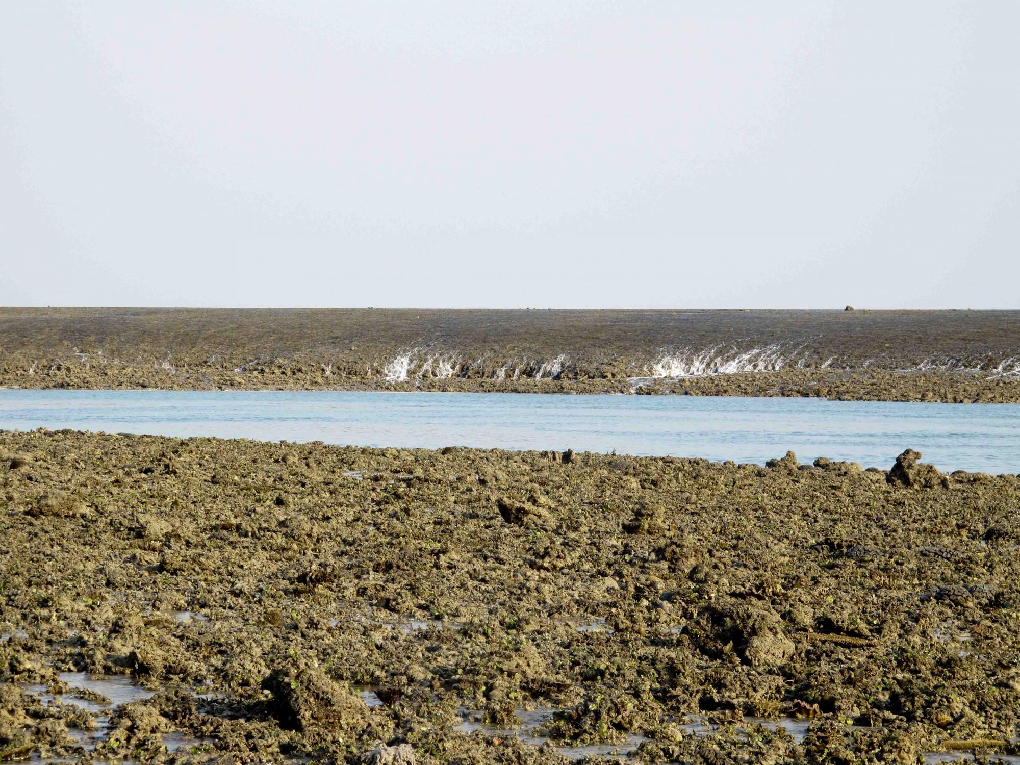 Marine Life of the Kimberley Region - Montgomery Reef | Western ...