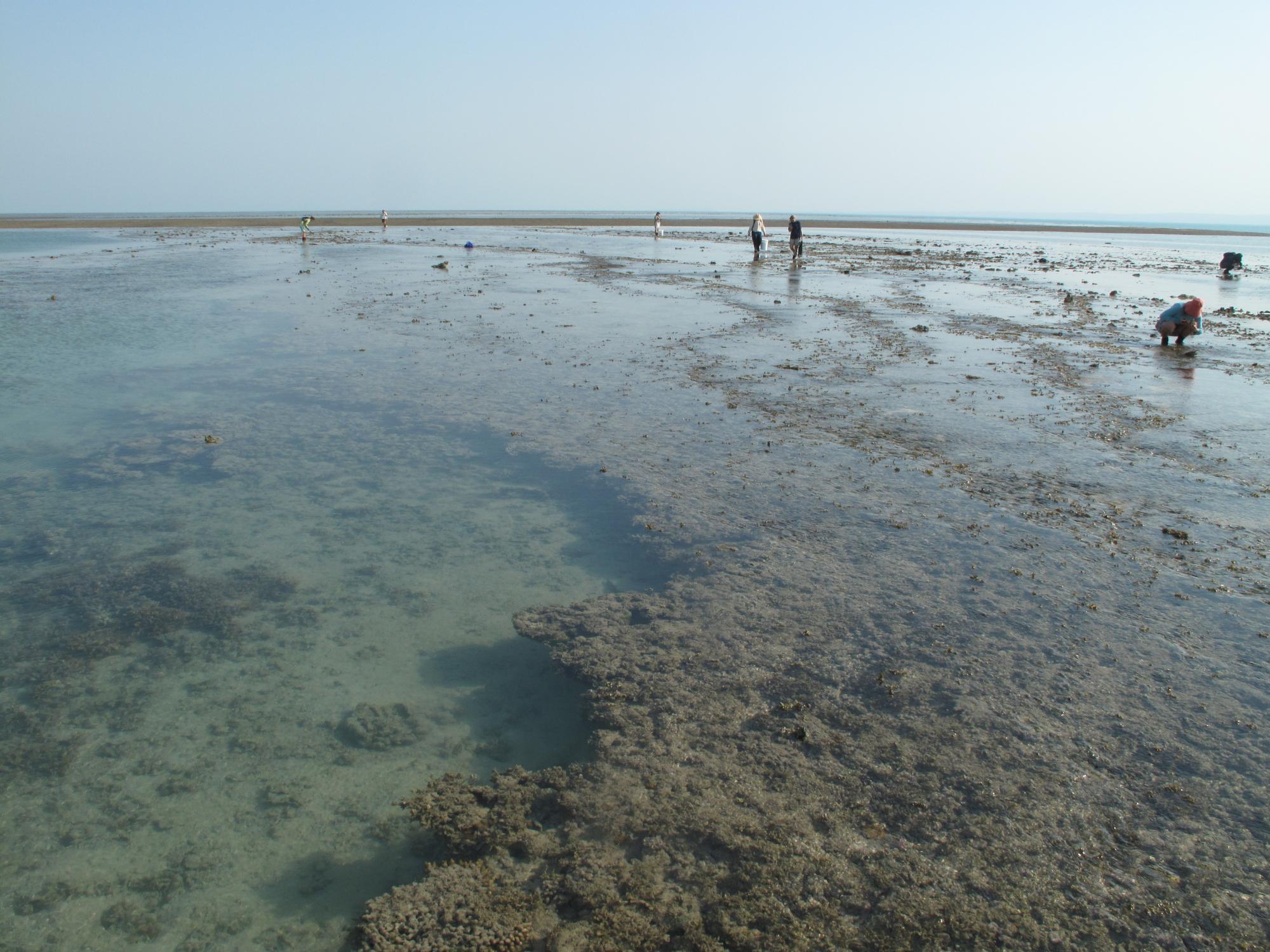 Marine Life of the Kimberley Region - Montgomery Reef | Western ...