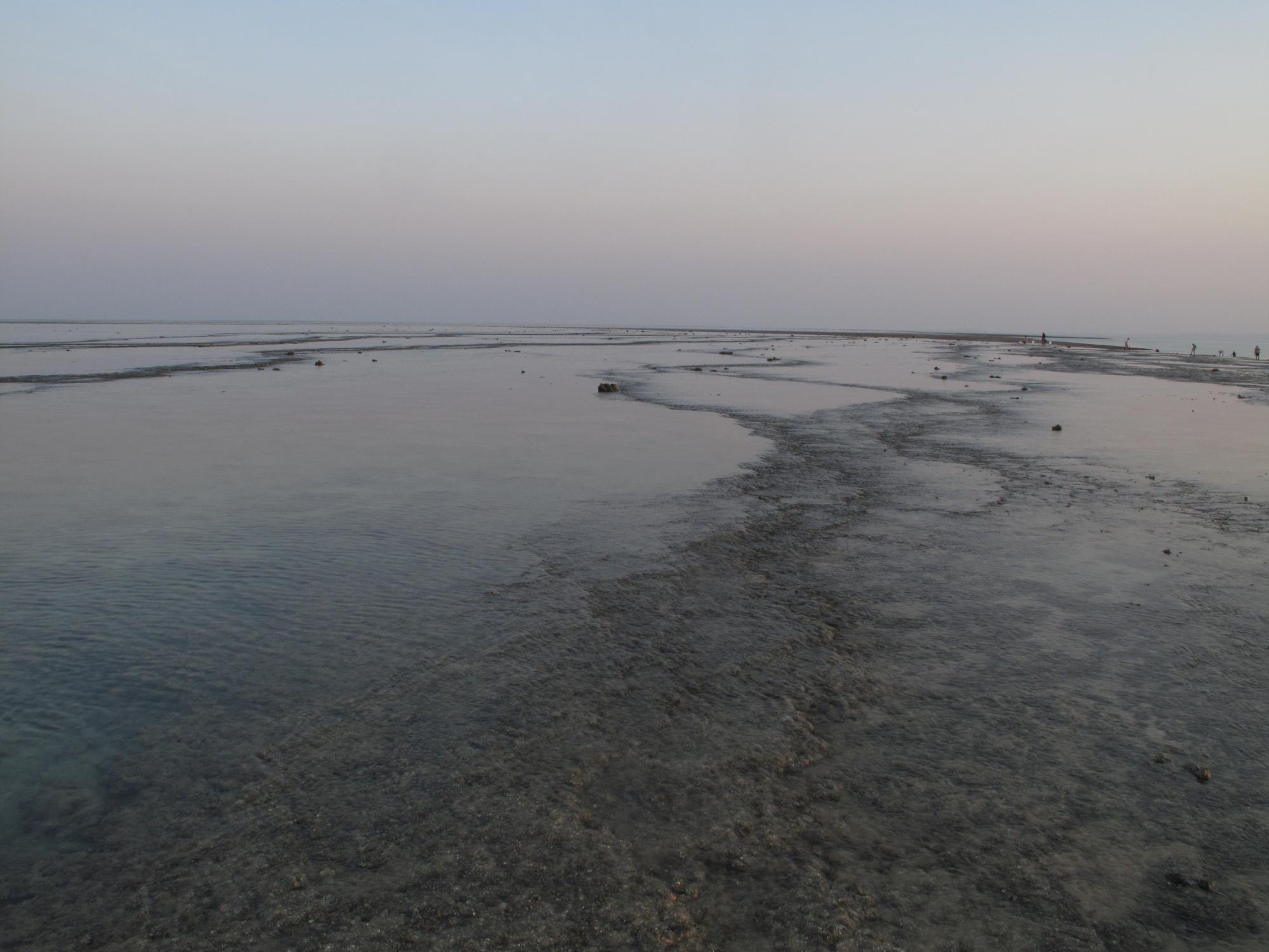 Marine Life of the Kimberley Region - Montgomery Reef | Western ...