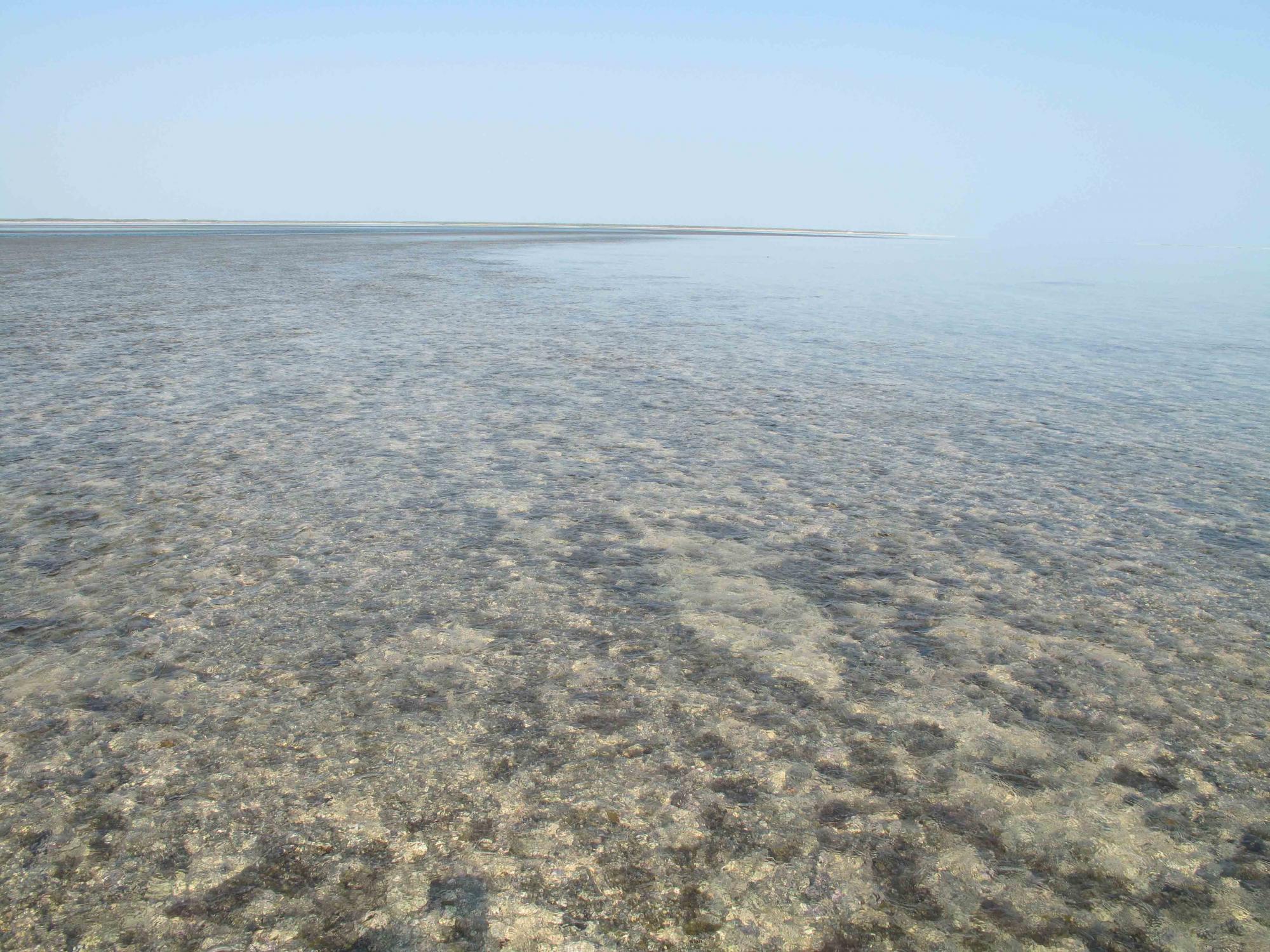 Marine Life of the Kimberley Region - Montgomery Reef | Western ...