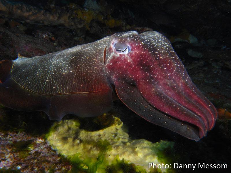 West Australian Underwater Photographic Society | Western Australian Museum