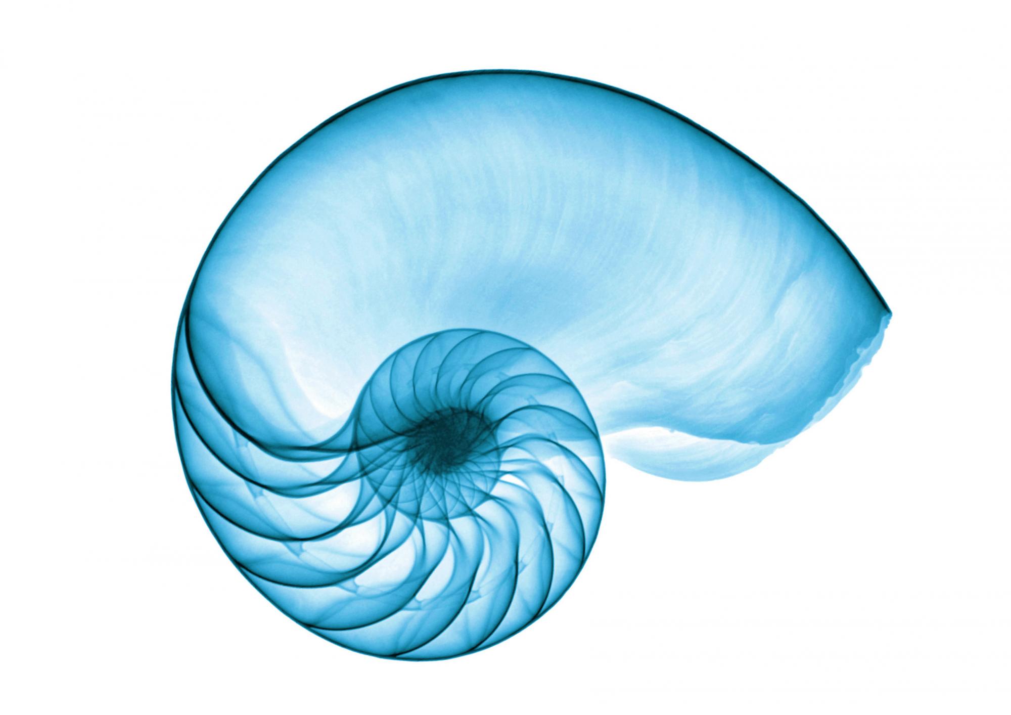 X-Ray Prints | Western Australian Museum