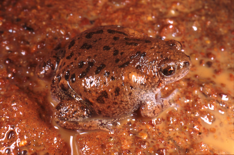 Pilbara Toadlet | Western Australian Museum