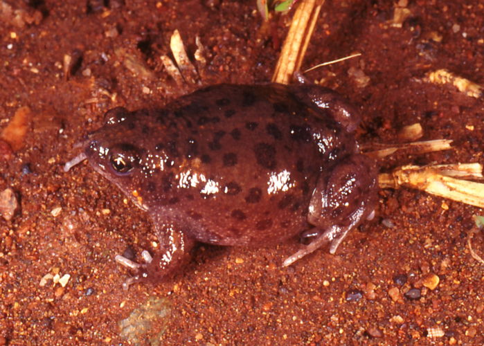 Pilbara Toadlet | Western Australian Museum