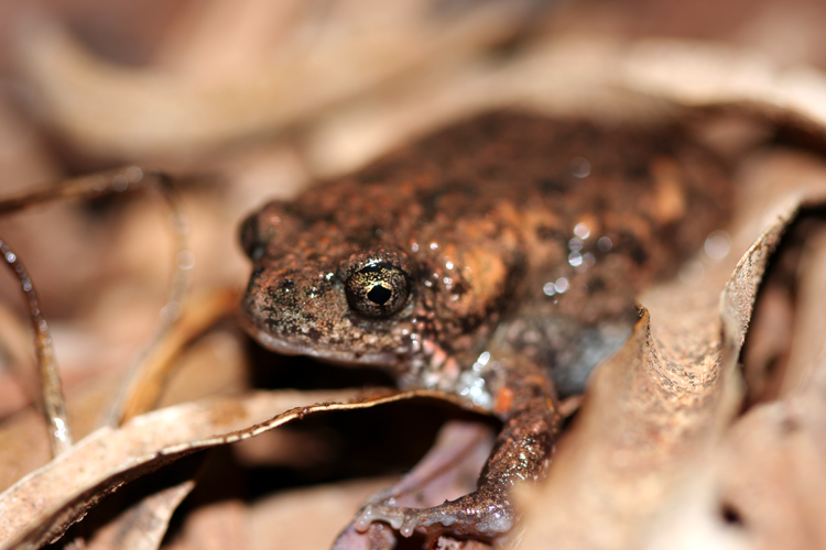 Pilbara Toadlet | Western Australian Museum