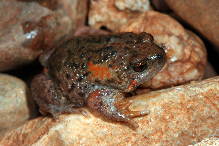 Pilbara Toadlet | Western Australian Museum