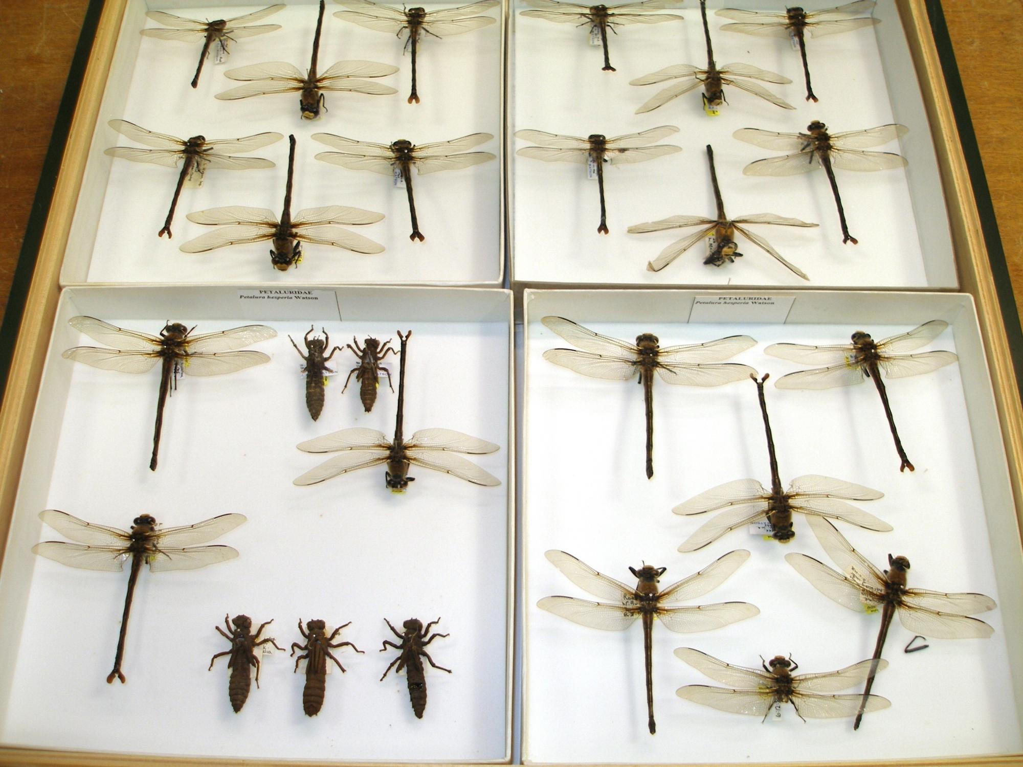 A behind-the-scenes look at our insect collection | Western Australian ...