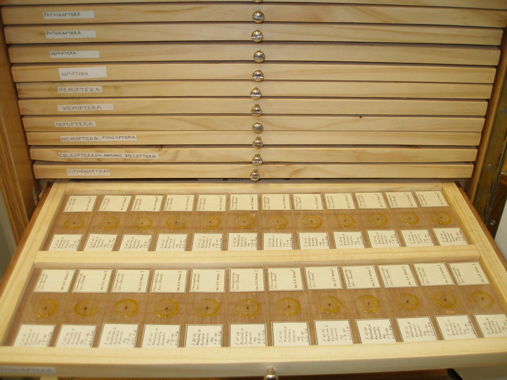 A behind-the-scenes look at our insect collection | Western Australian ...