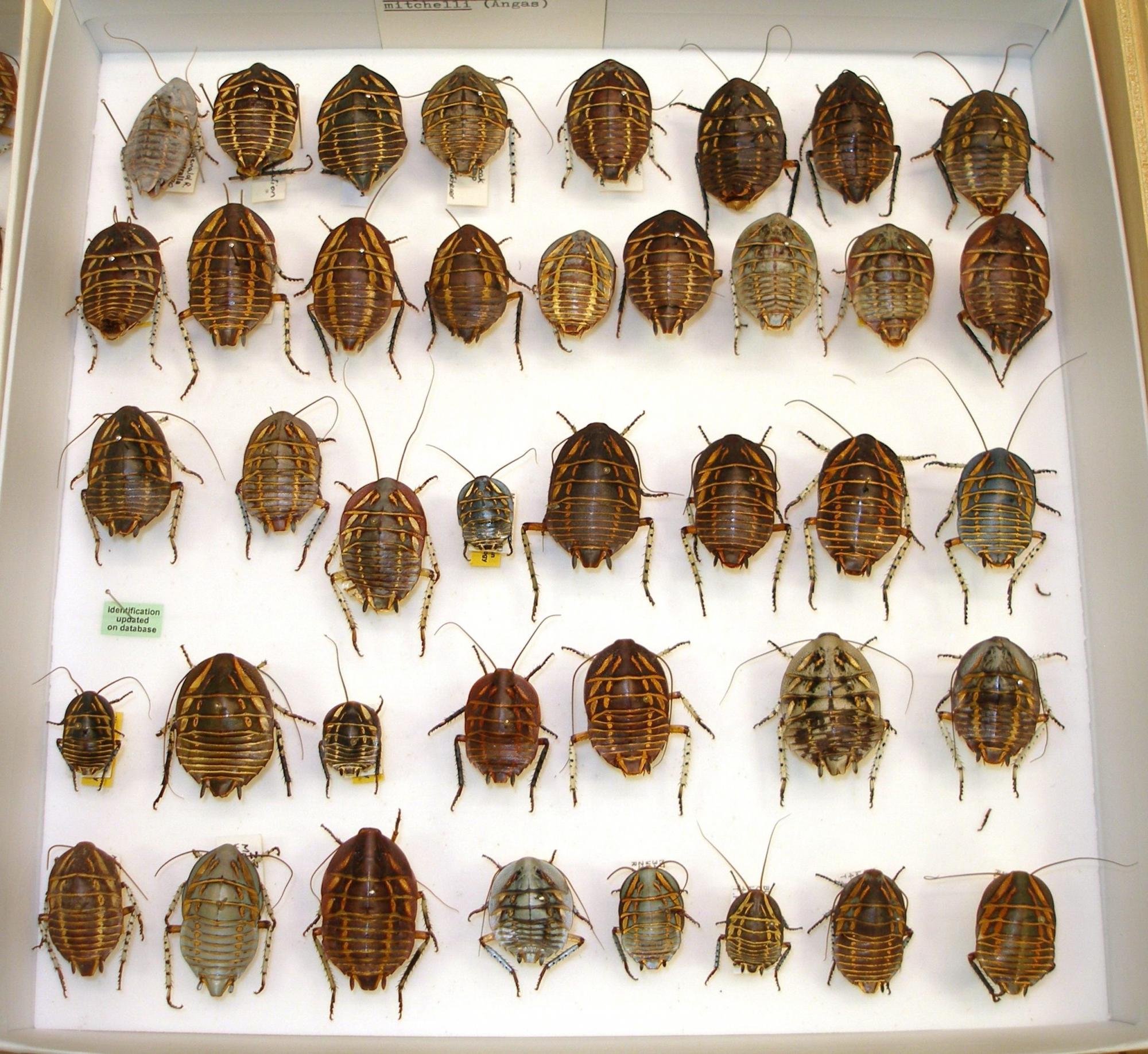 A behind-the-scenes look at our insect collection | Western Australian ...