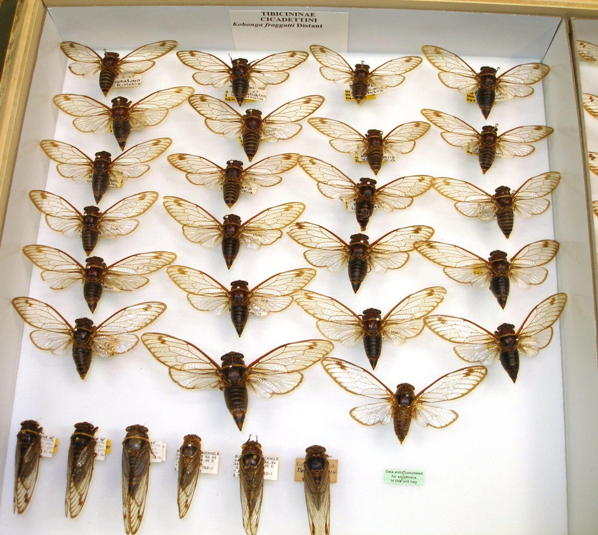 A behind-the-scenes look at our insect collection | Western Australian ...