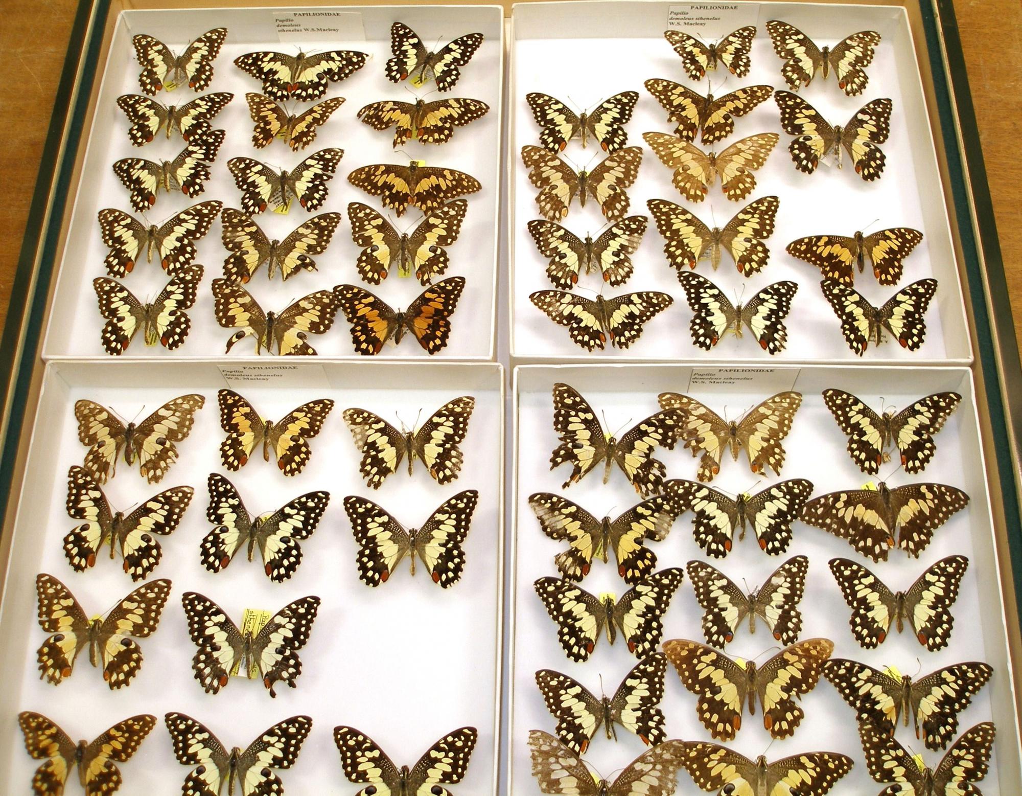 A behind-the-scenes look at our insect collection | Western Australian ...