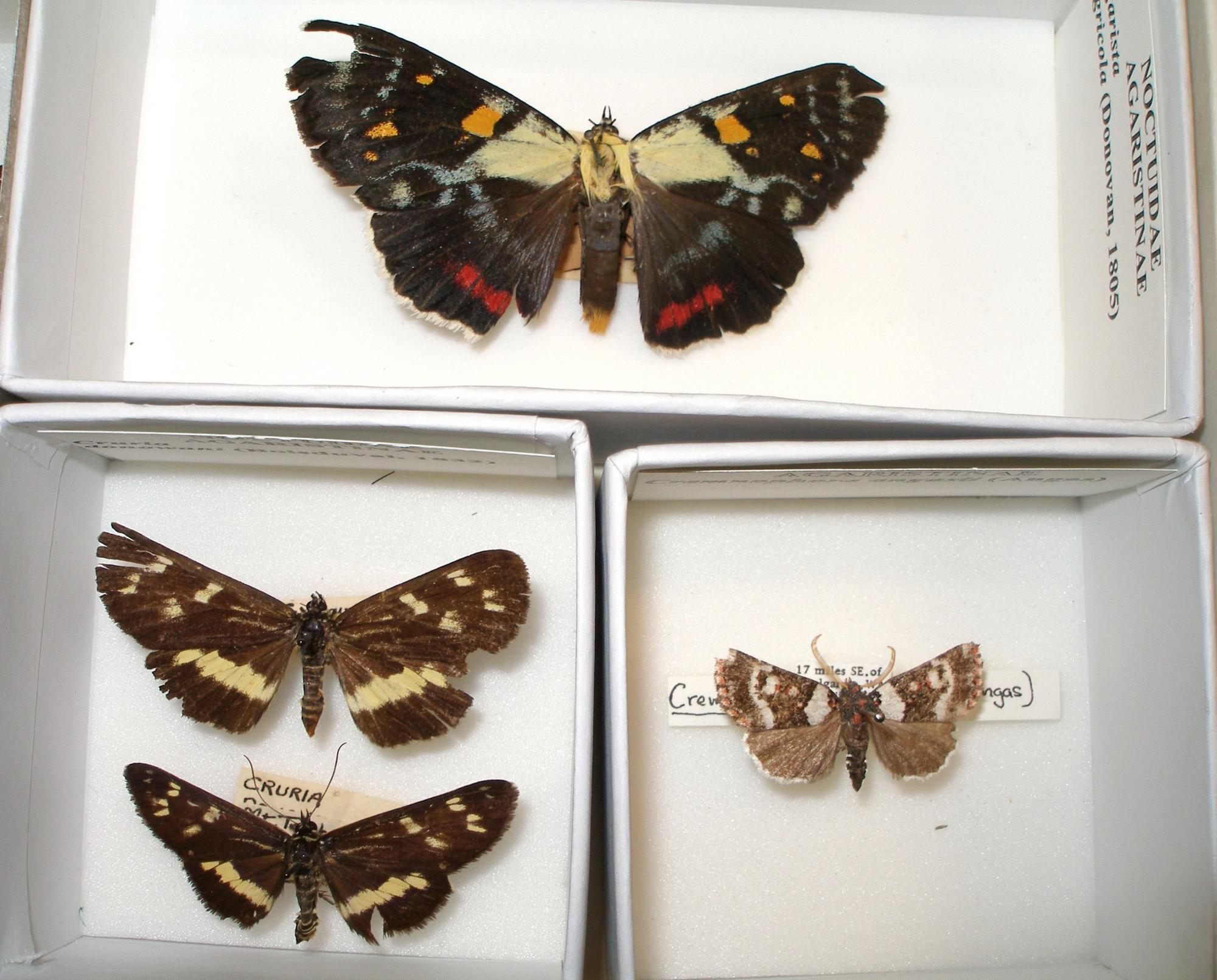 A behind-the-scenes look at our insect collection | Western Australian ...