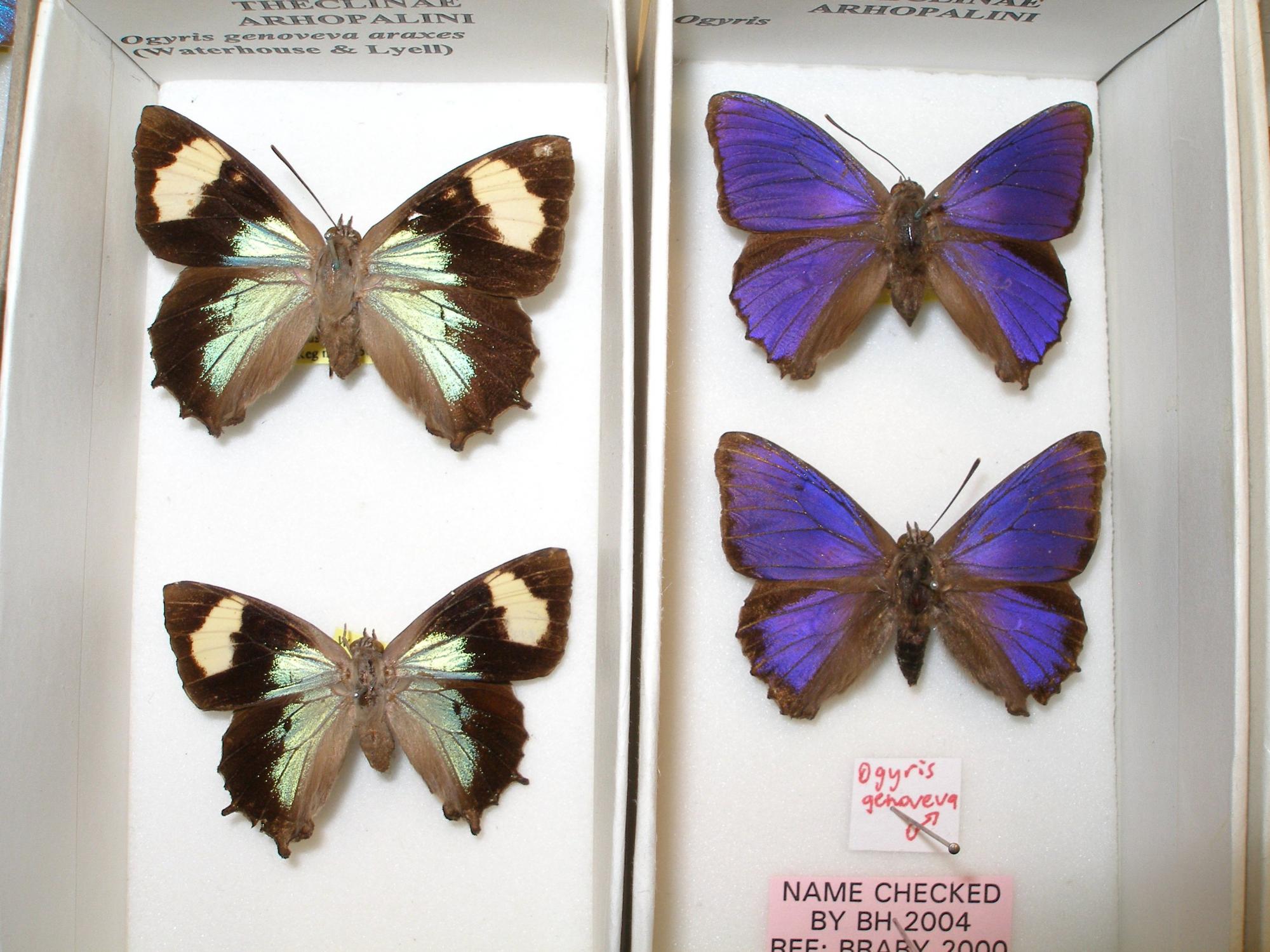 A behind-the-scenes look at our insect collection | Western Australian ...
