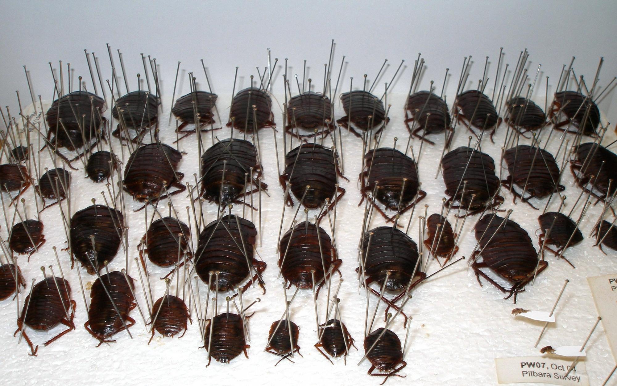 A behind-the-scenes look at our insect collection | Western Australian ...