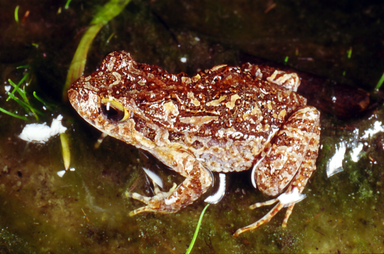 Quacking Frog | Western Australian Museum