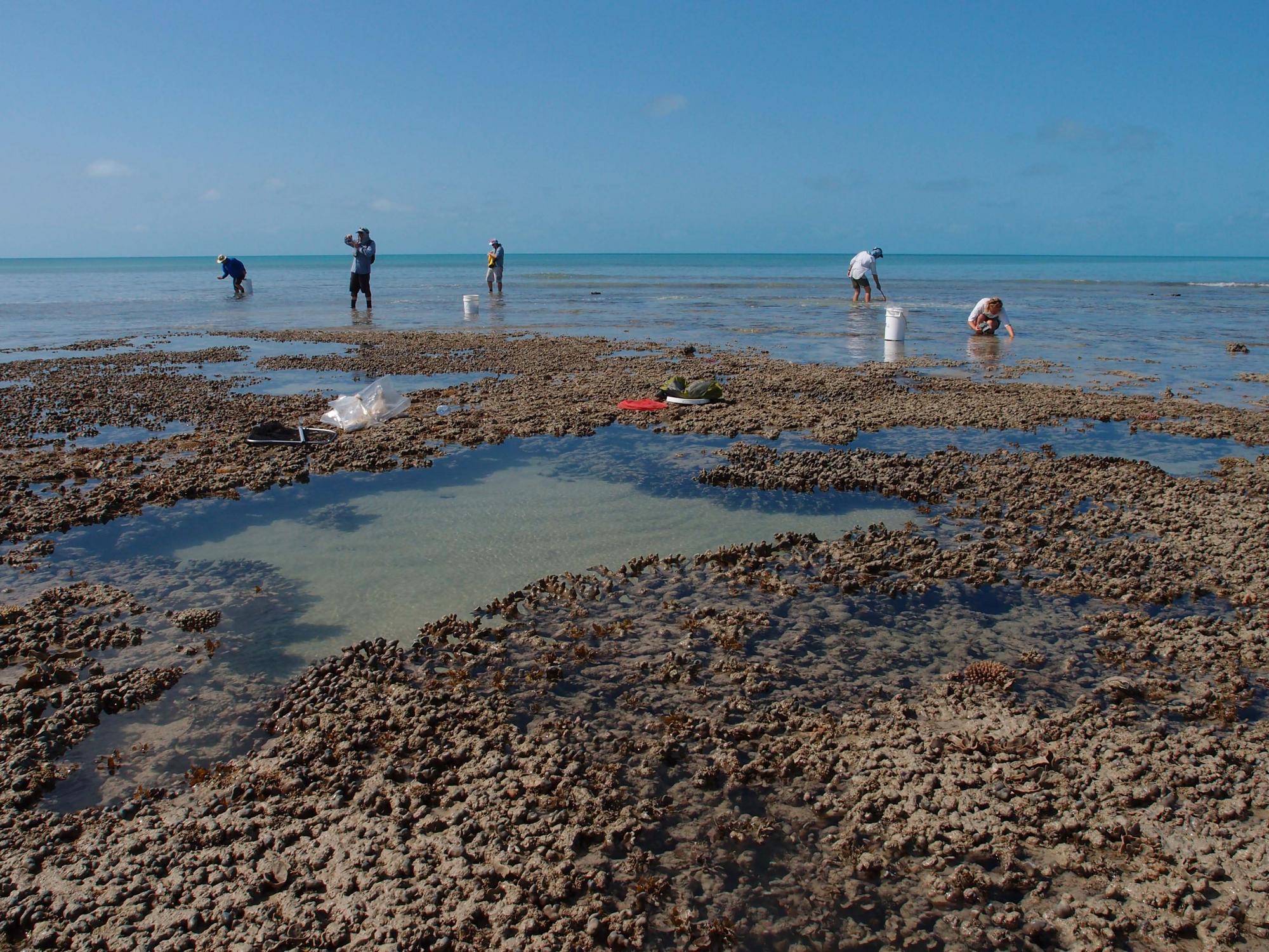 Aquatic Zoology Kimberley fieldtrips 2009-2012 | Western Australian Museum