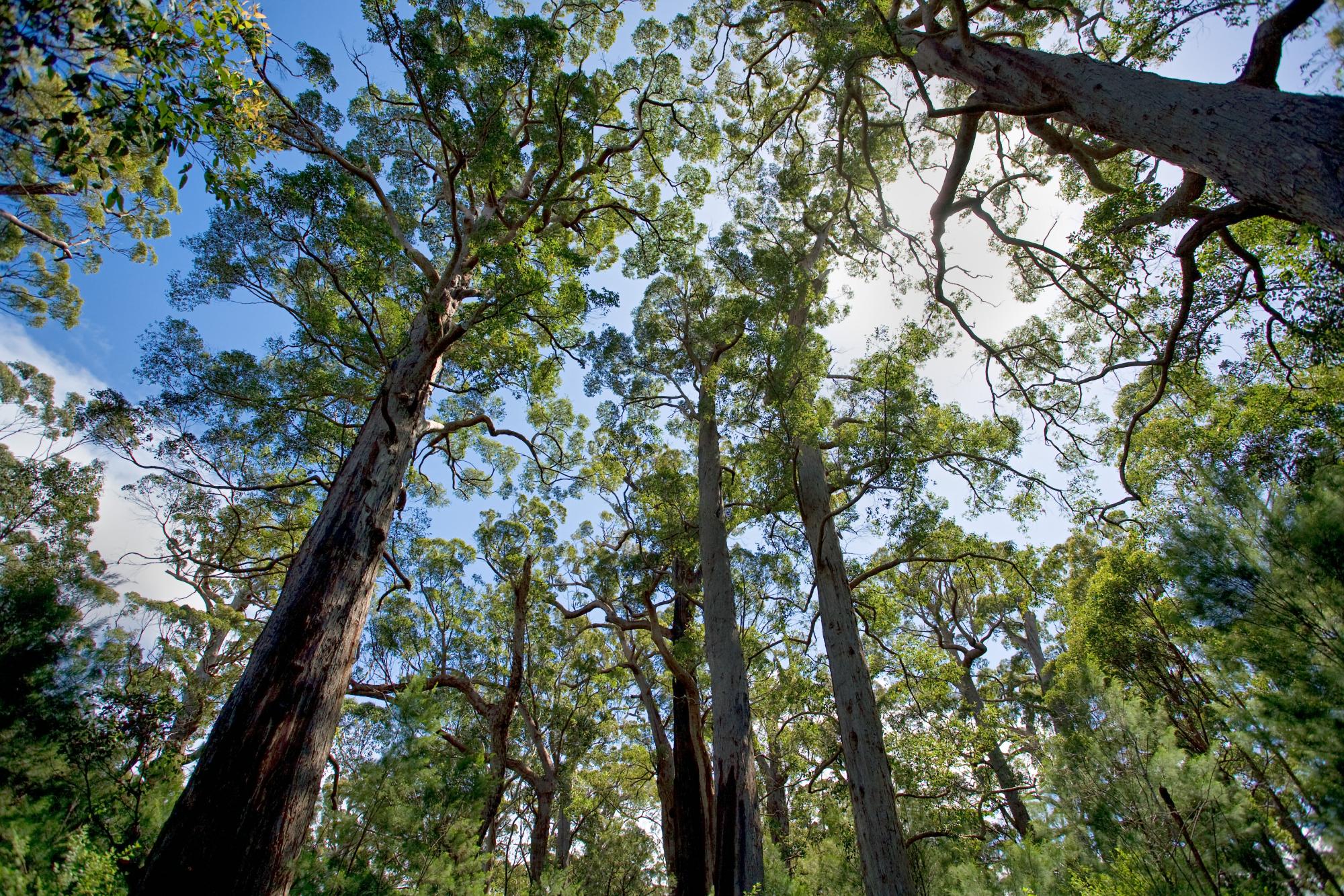 Discovering Western Australia | Western Australian Museum